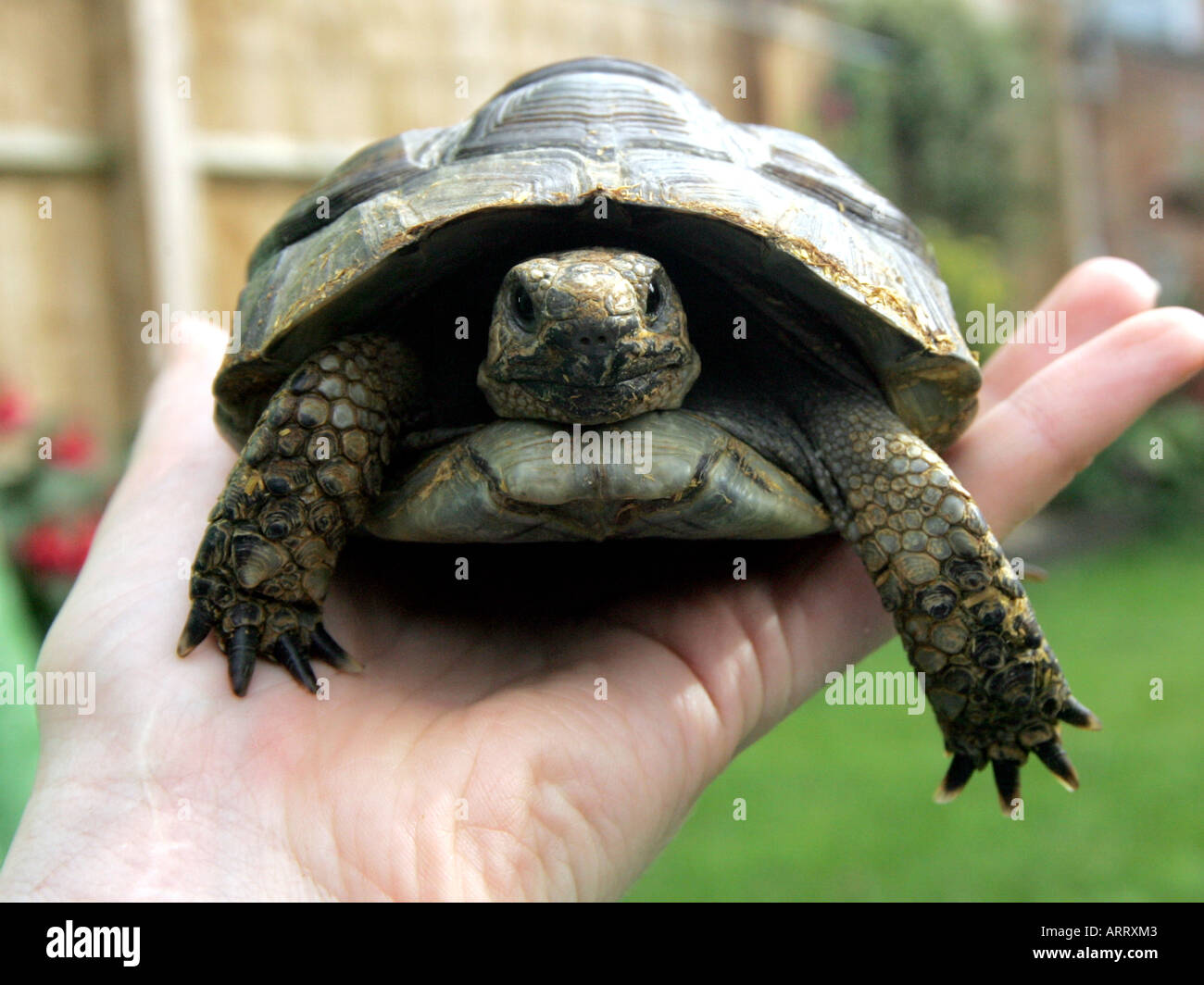A tortoise peering out of his shell Stock Photo - Alamy