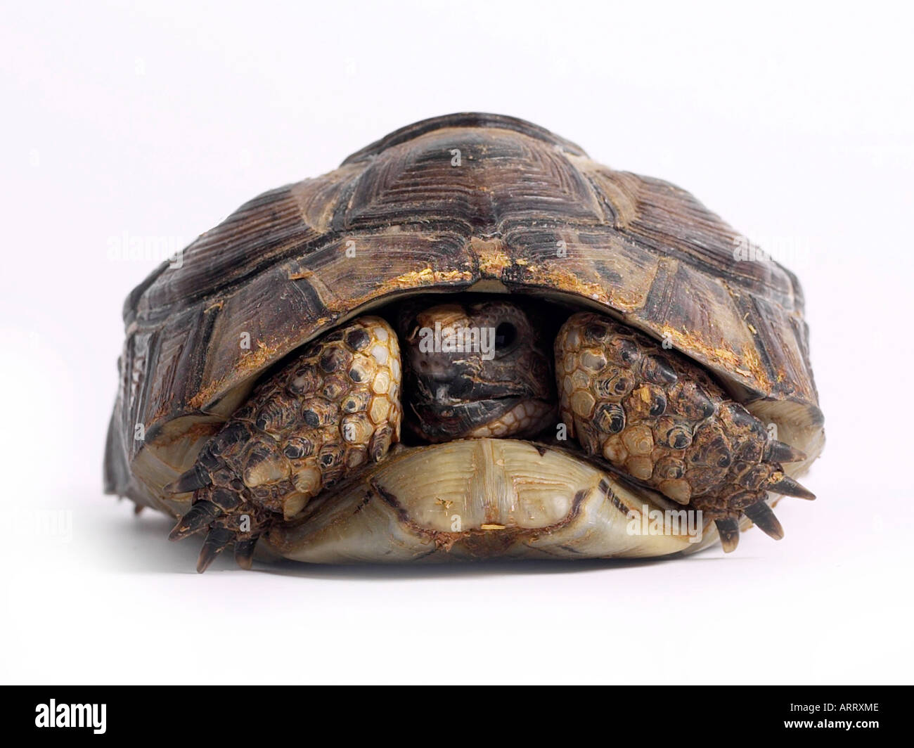 A tortoise peering out from inside his shell Stock Photo: 9210573 - Alamy