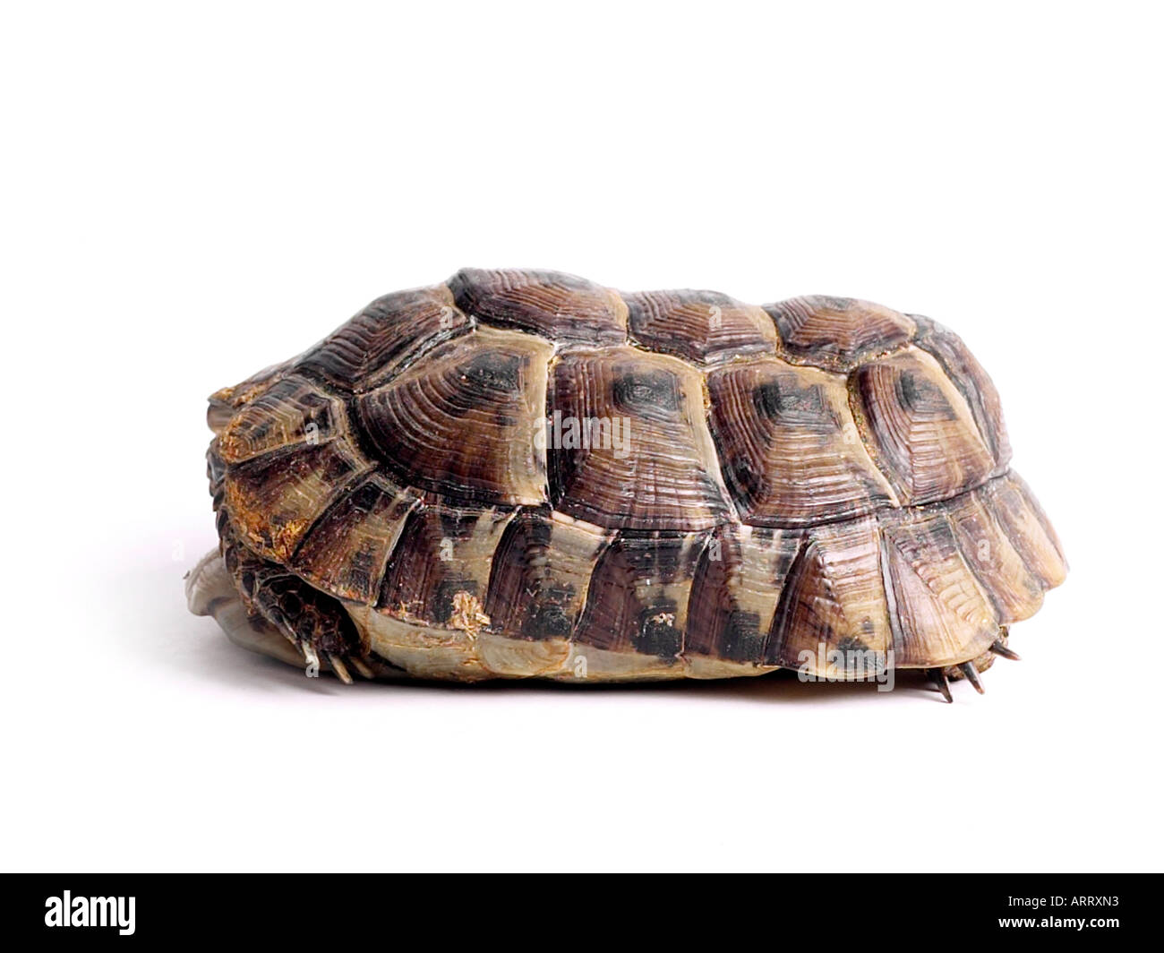Side view of a tortoise Stock Photo - Alamy