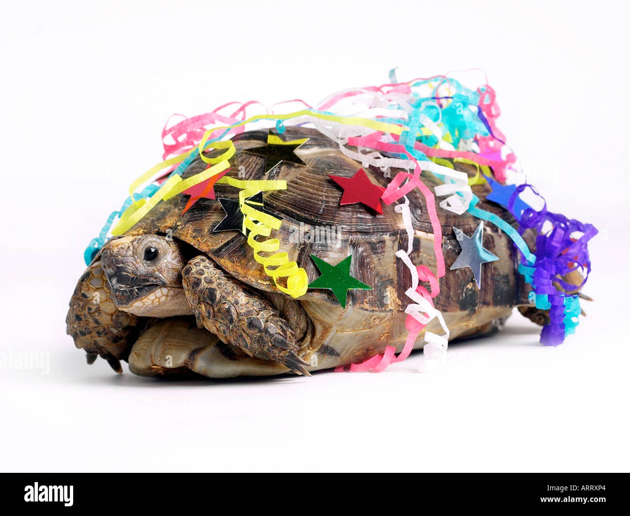Tortoise covered in streamers - a party animal Stock Photo - Alamy