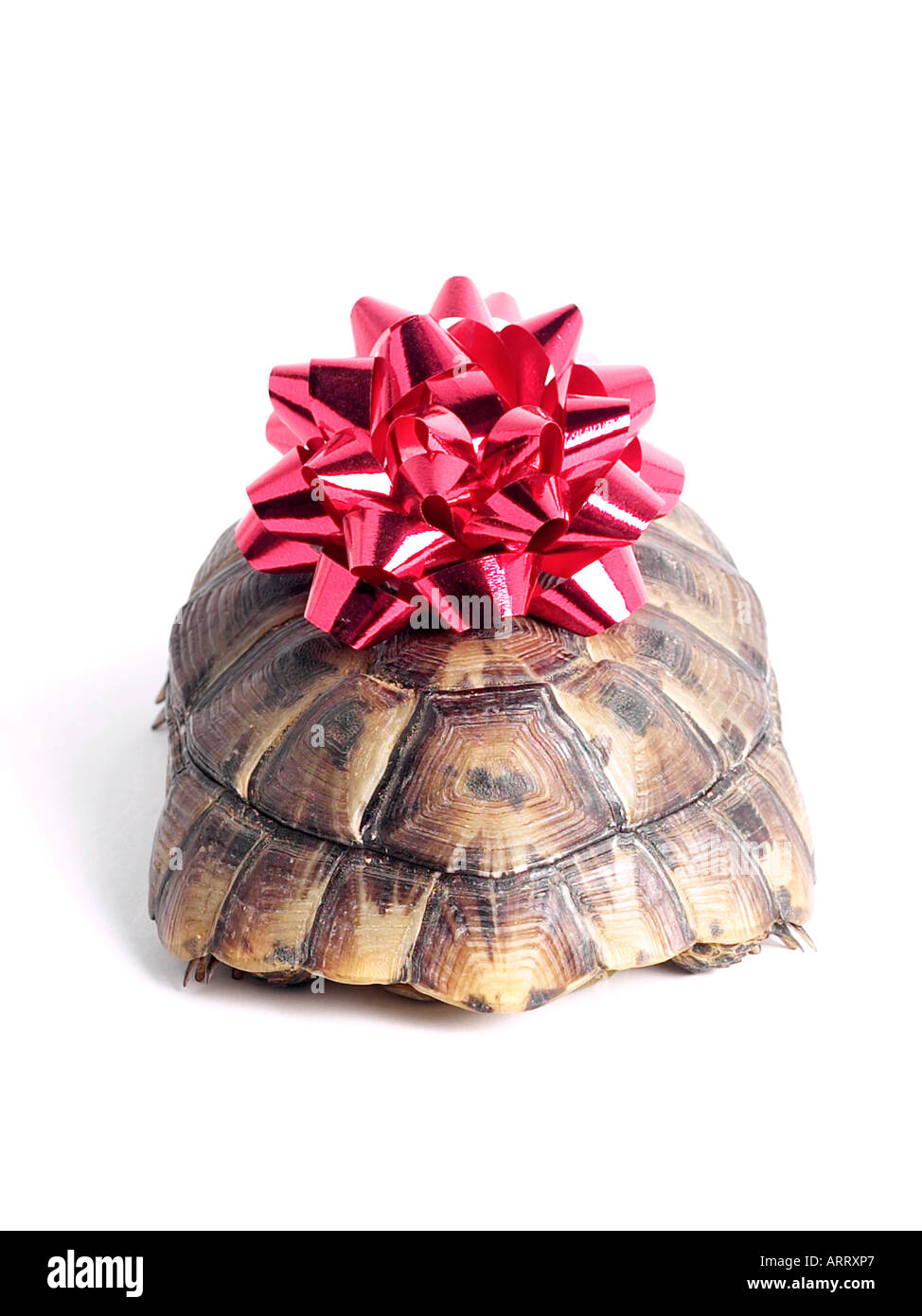 A tortoise with a bow on his shell Stock Photo - Alamy