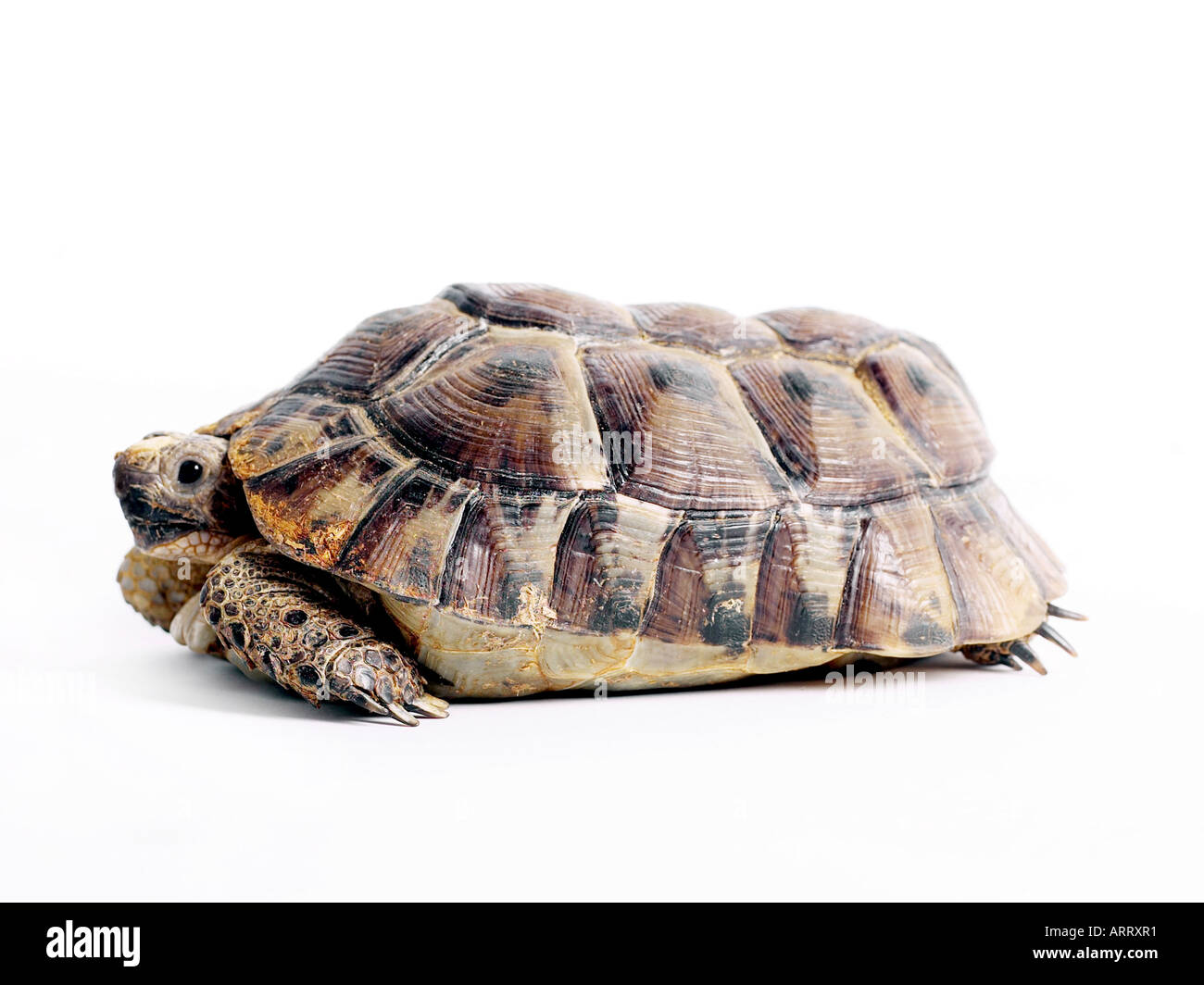 Side view of a tortoise Stock Photo - Alamy