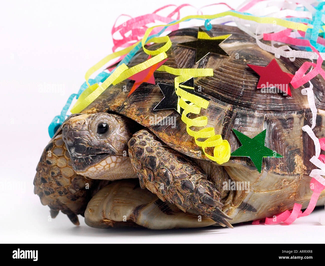 Silly animal hi-res stock photography and images - Alamy