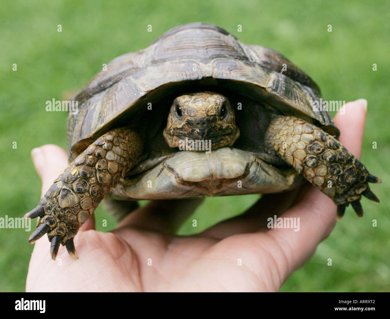 Bring in front hi-res stock photography and images - Alamy