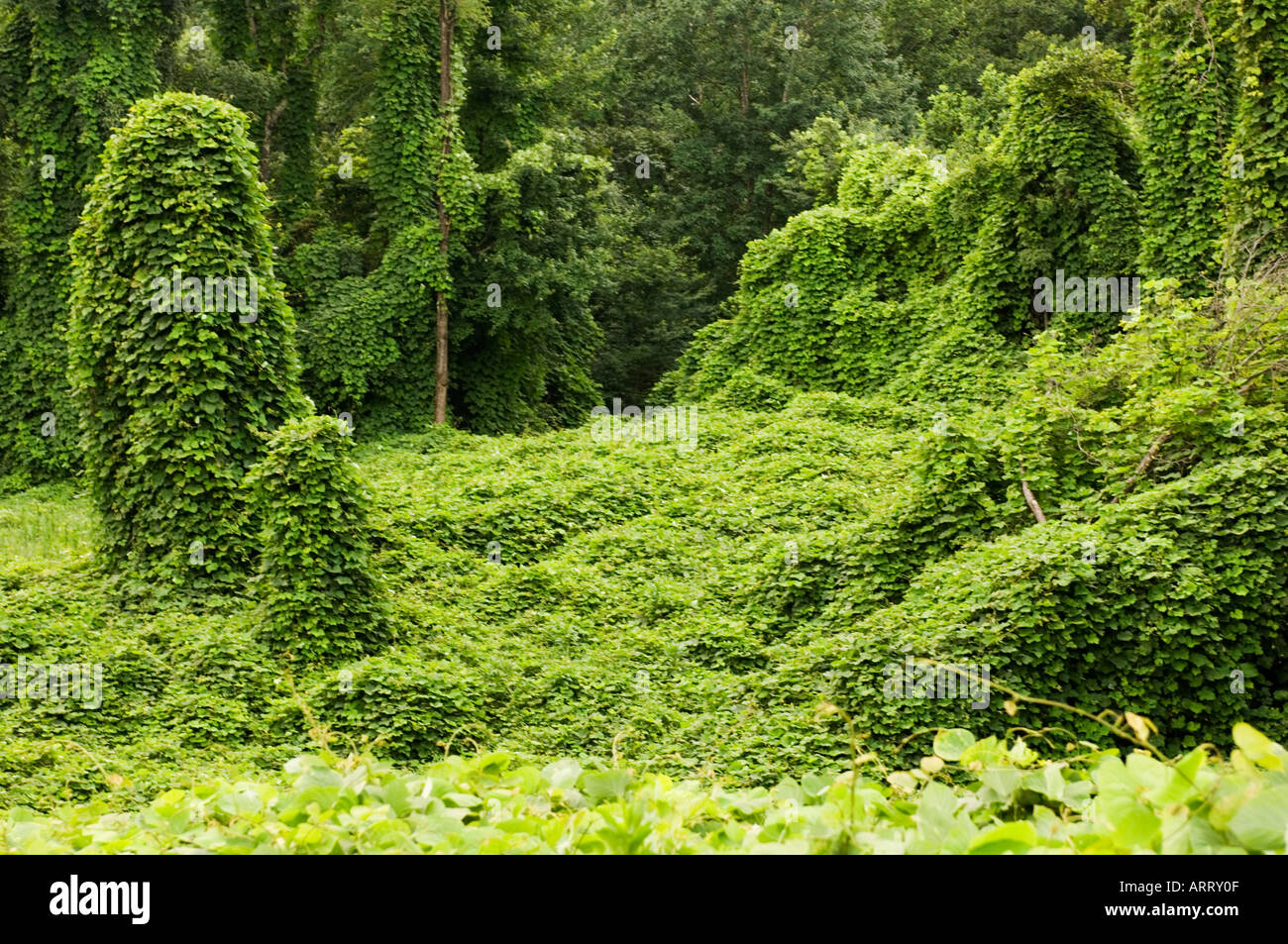 Kudzu landscape hi-res stock photography and images - Alamy