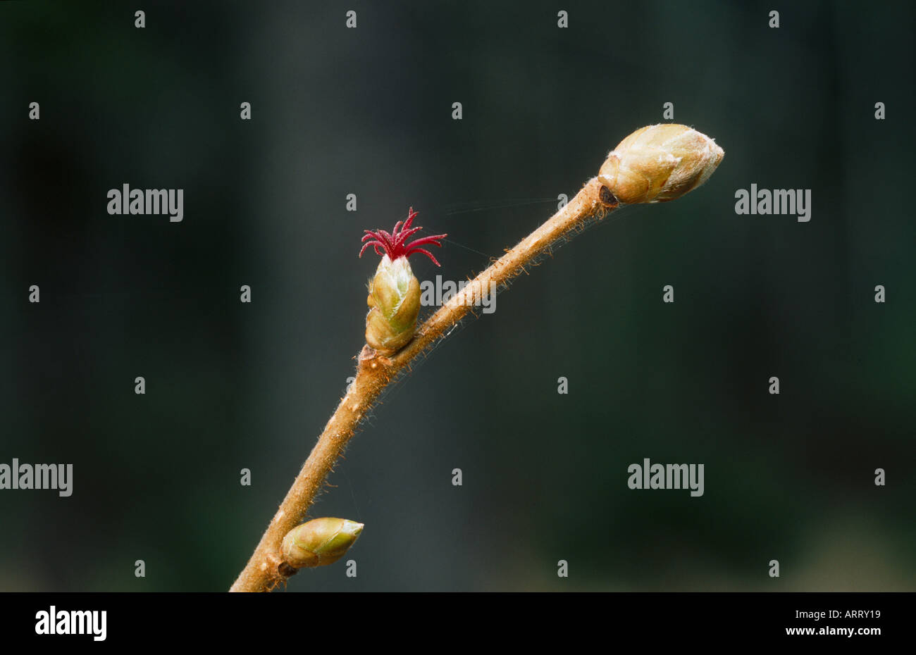 Hazel blossom and buds Stock Photo - Alamy