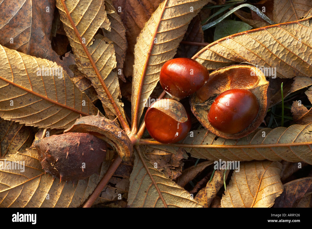 Horse chestnut conkers and leaves Stock Photo - Alamy