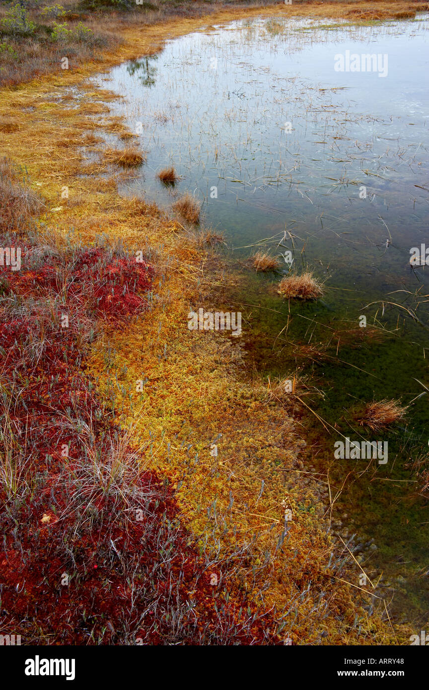 Vegetation at the edge of a bog pool Stock Photo - Alamy