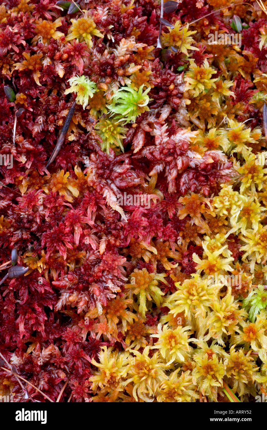 Red peat bog sphagnum hi-res stock photography and images - Alamy