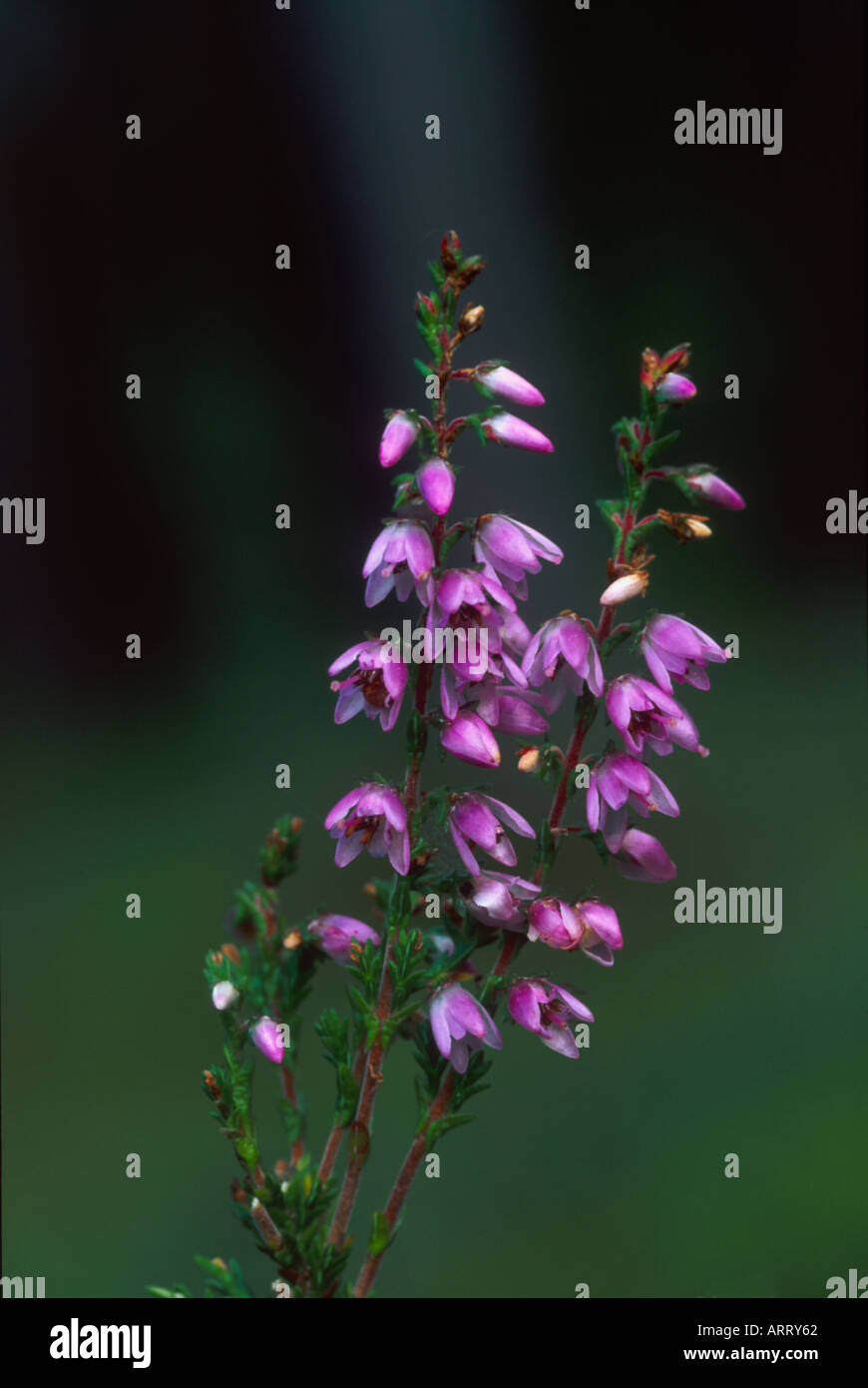 Heather bloom hi-res stock photography and images - Alamy