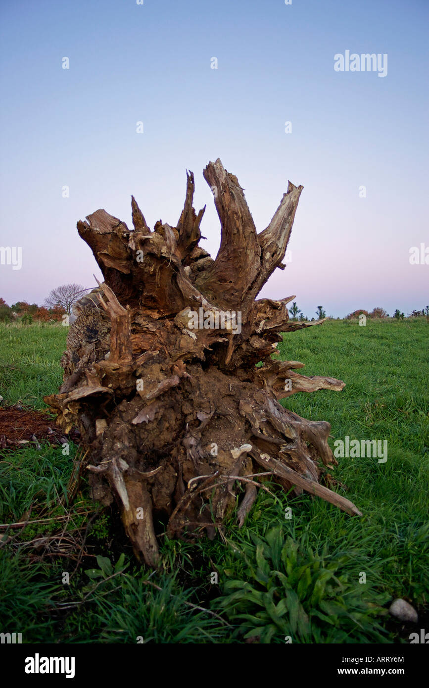 Pull up roots hi-res stock photography and images - Alamy