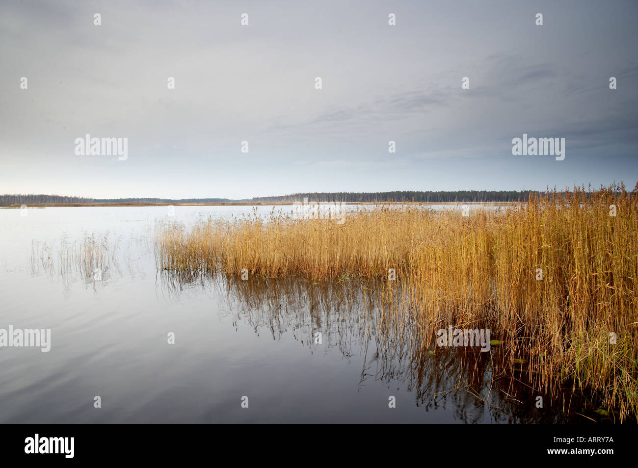 Endla hi-res stock photography and images - Alamy