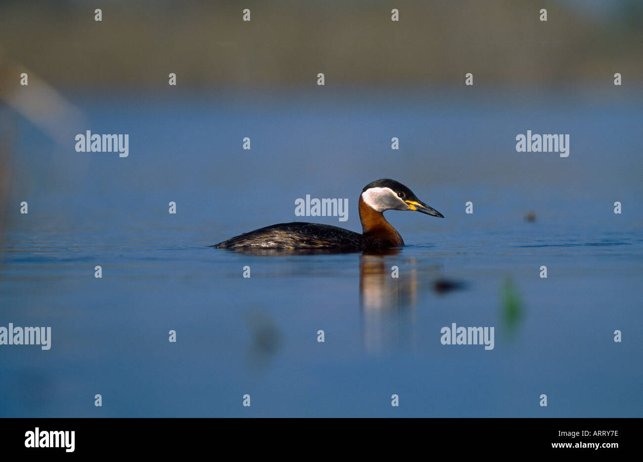 Red necked grebe swimming Stock Photo - Alamy