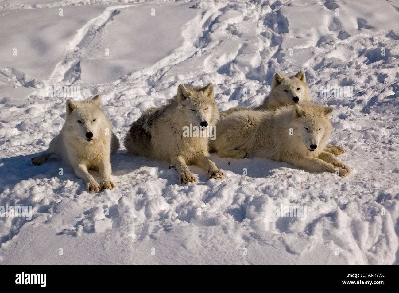 Arctic wolf and canada hi-res stock photography and images - Alamy