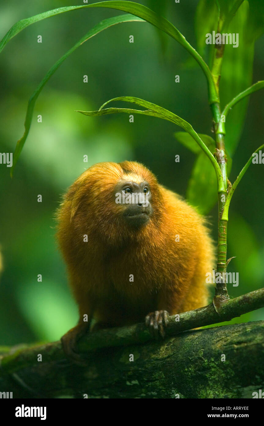 Golden Lion Tamarin (Leontopithecus rosalia) WILD, Poco das Antas ...