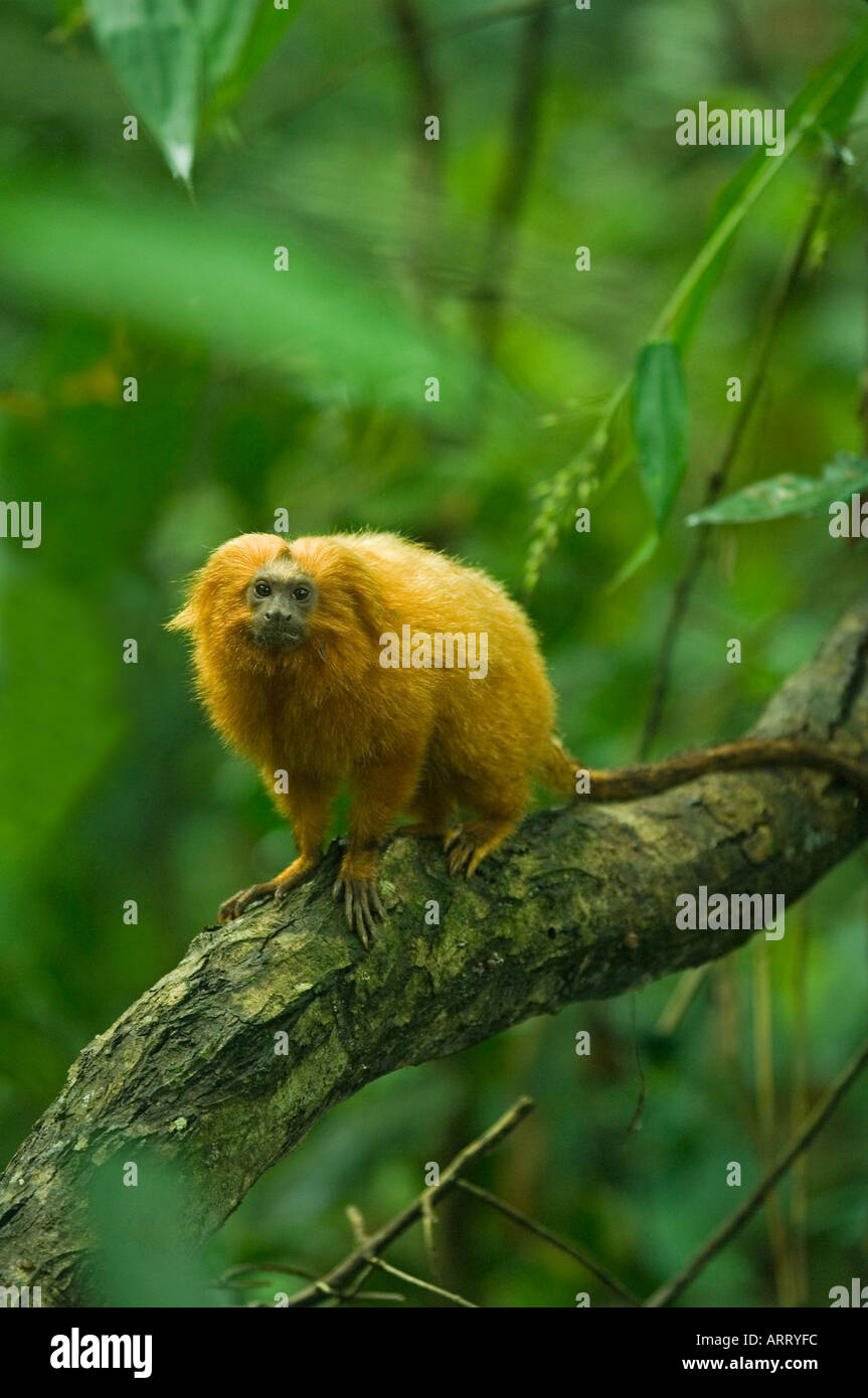 Golden lion tamarin rainforest hi-res stock photography and images - Alamy