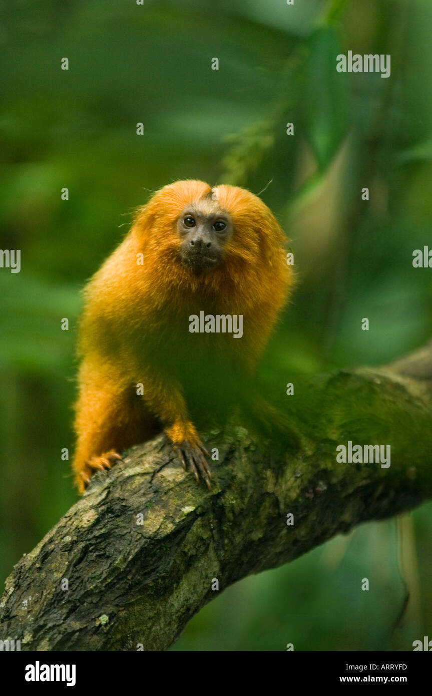 Golden Lion Tamarin (Leontopithecus rosalia) WILD, Poco das Antas ...