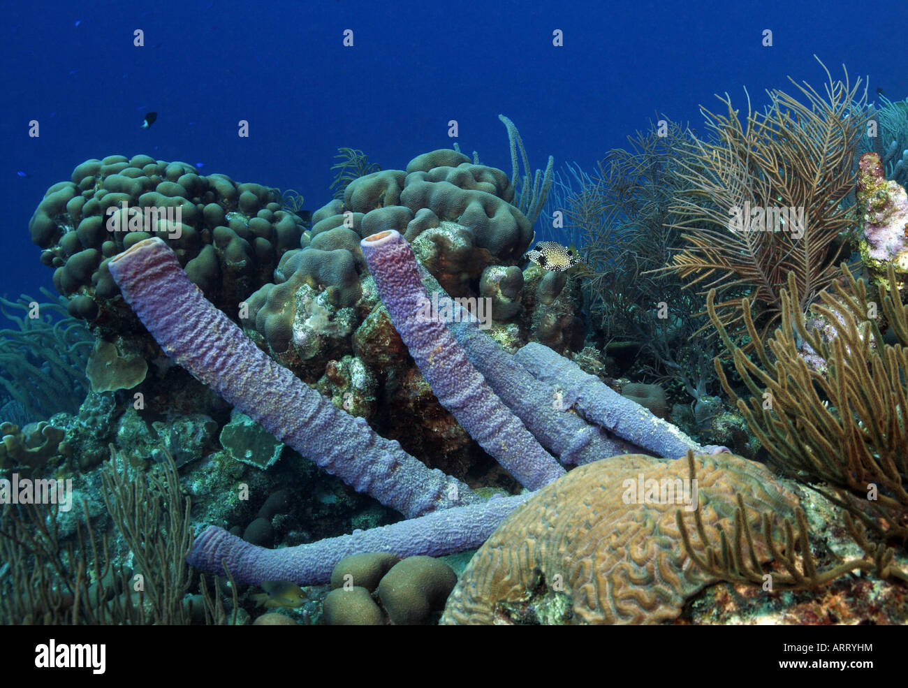 Purple stove pipe sponges hi-res stock photography and images - Alamy