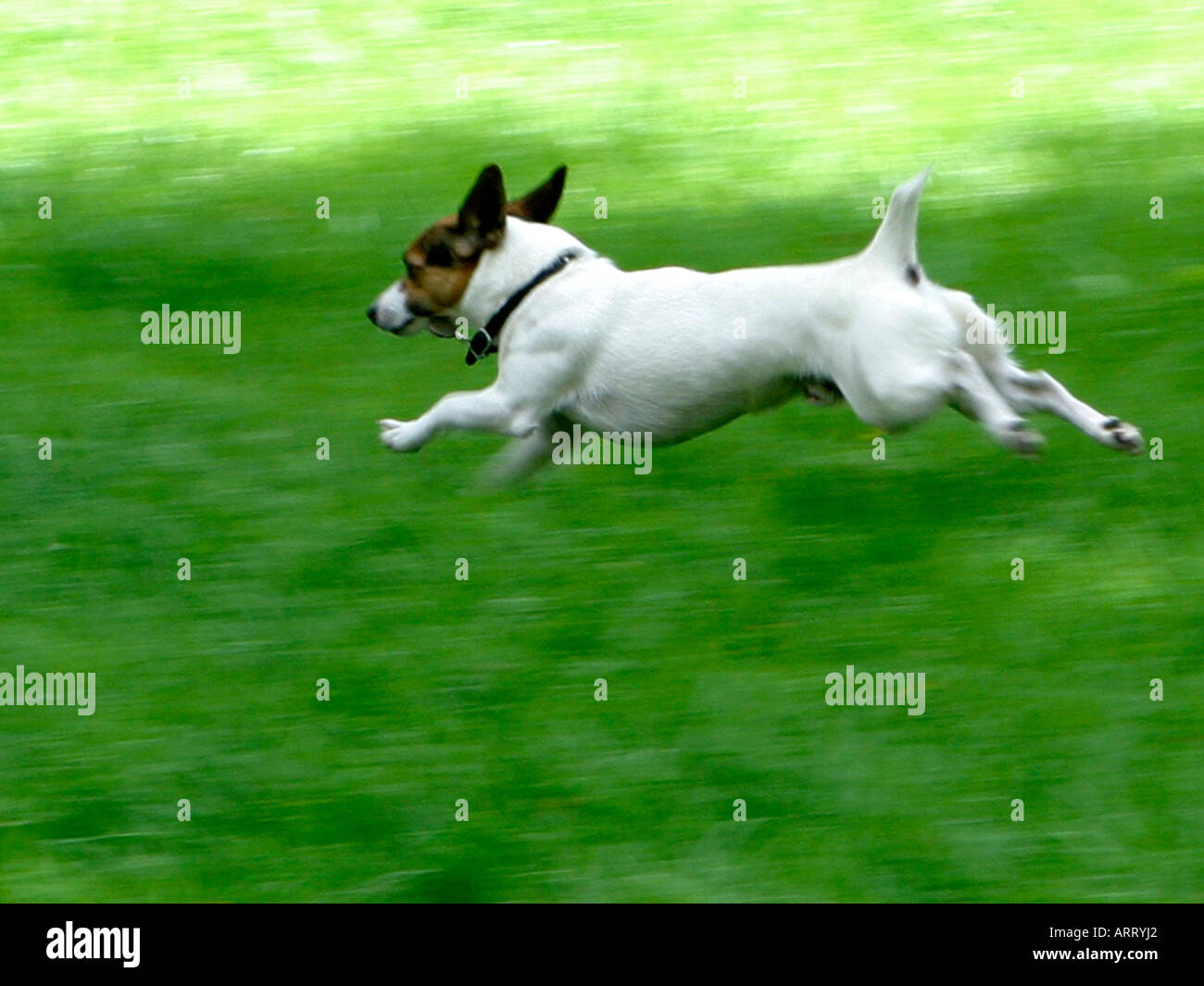Jack russell dog running Stock Photo - Alamy