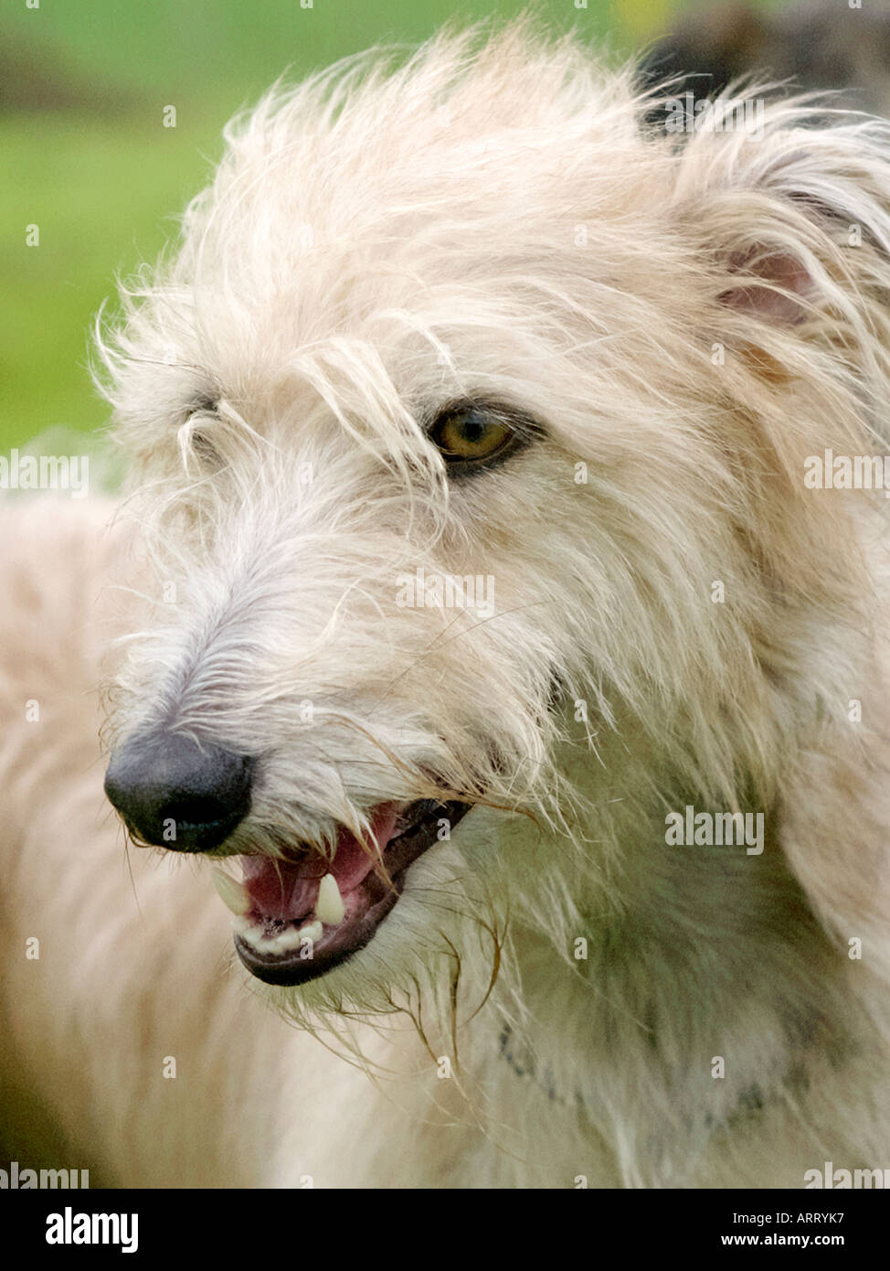 Long haired lurcher hi-res stock photography and images - Alamy