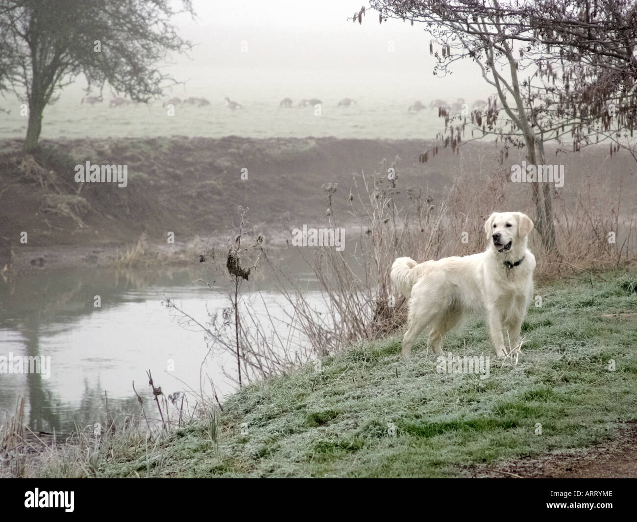 Golden retriever standing hi-res stock photography and images - Alamy