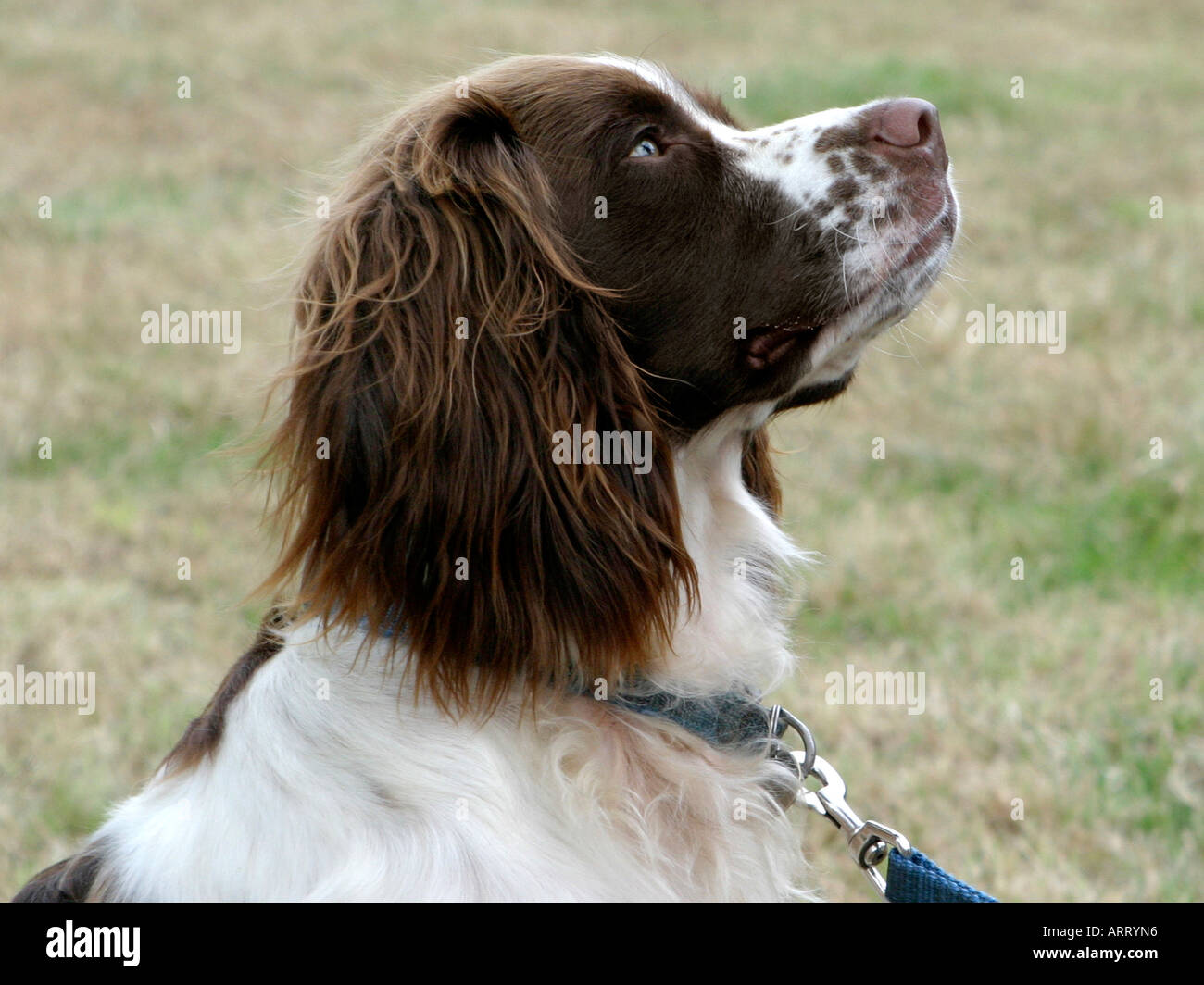 Springer spaniel looking upwards Stock Photo - Alamy