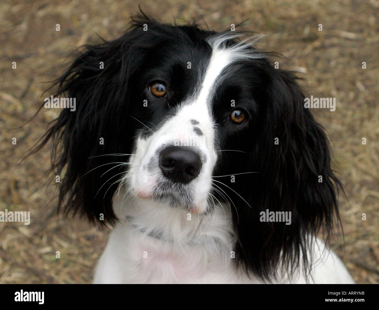 Sad dog eyes spaniel hi-res stock photography and images - Alamy