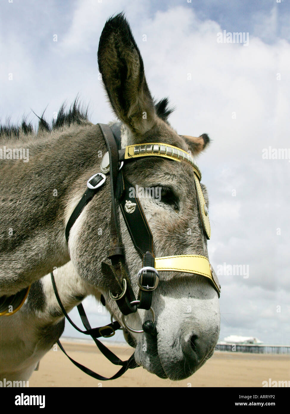 Donkey hi-res stock photography and images - Alamy