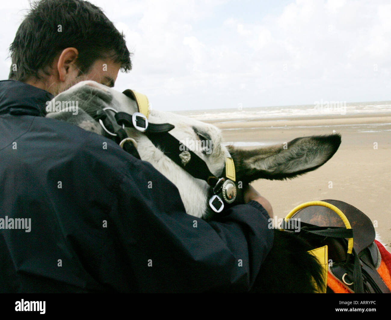 A beach donkey having a hug with his owner Stock Photo - Alamy