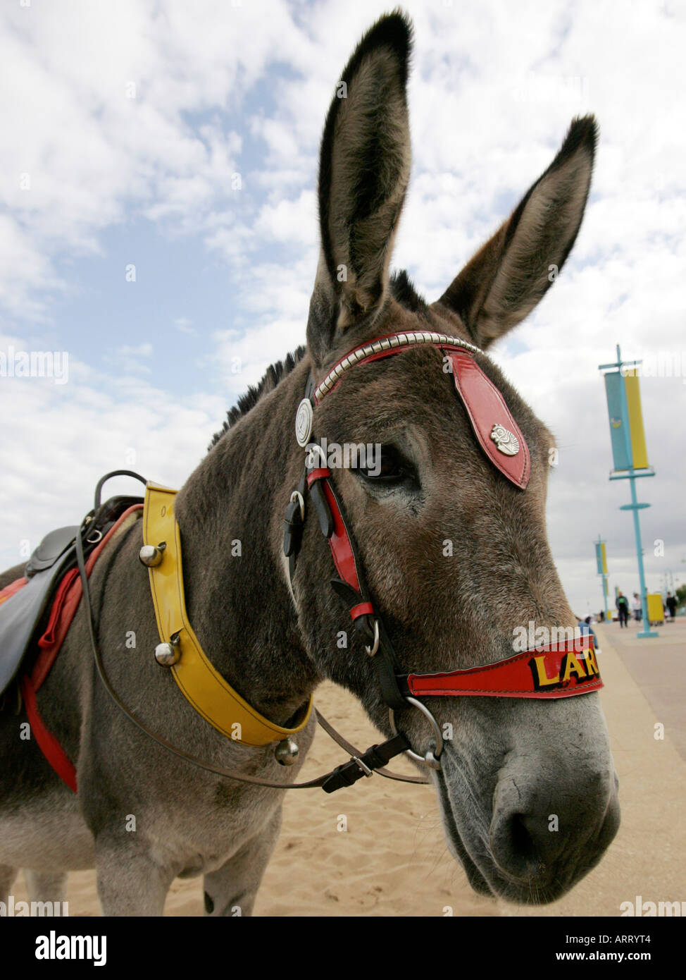A seaside donkey from Scarborough Stock Photo - Alamy