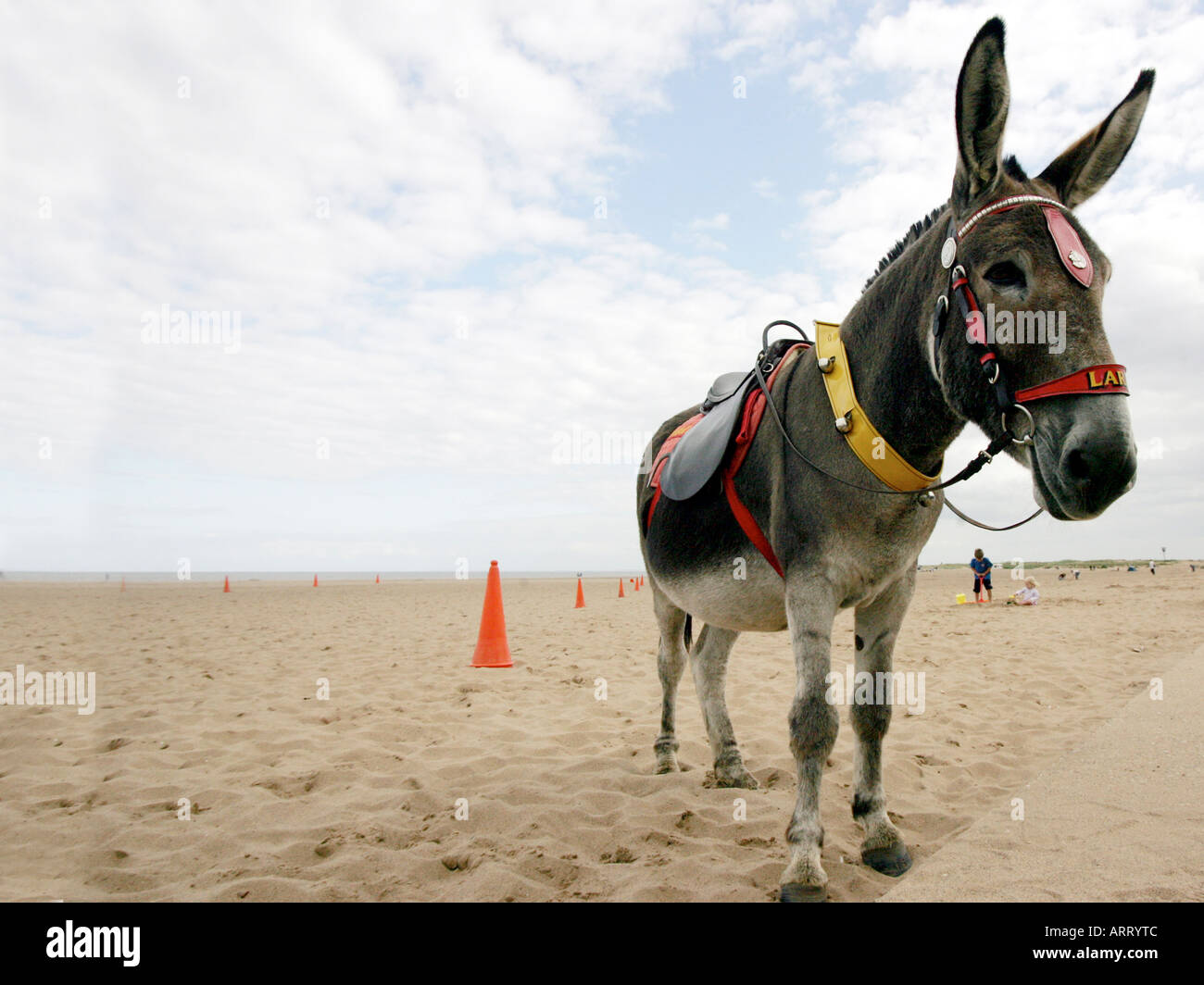 A seaside donkey Stock Photo - Alamy