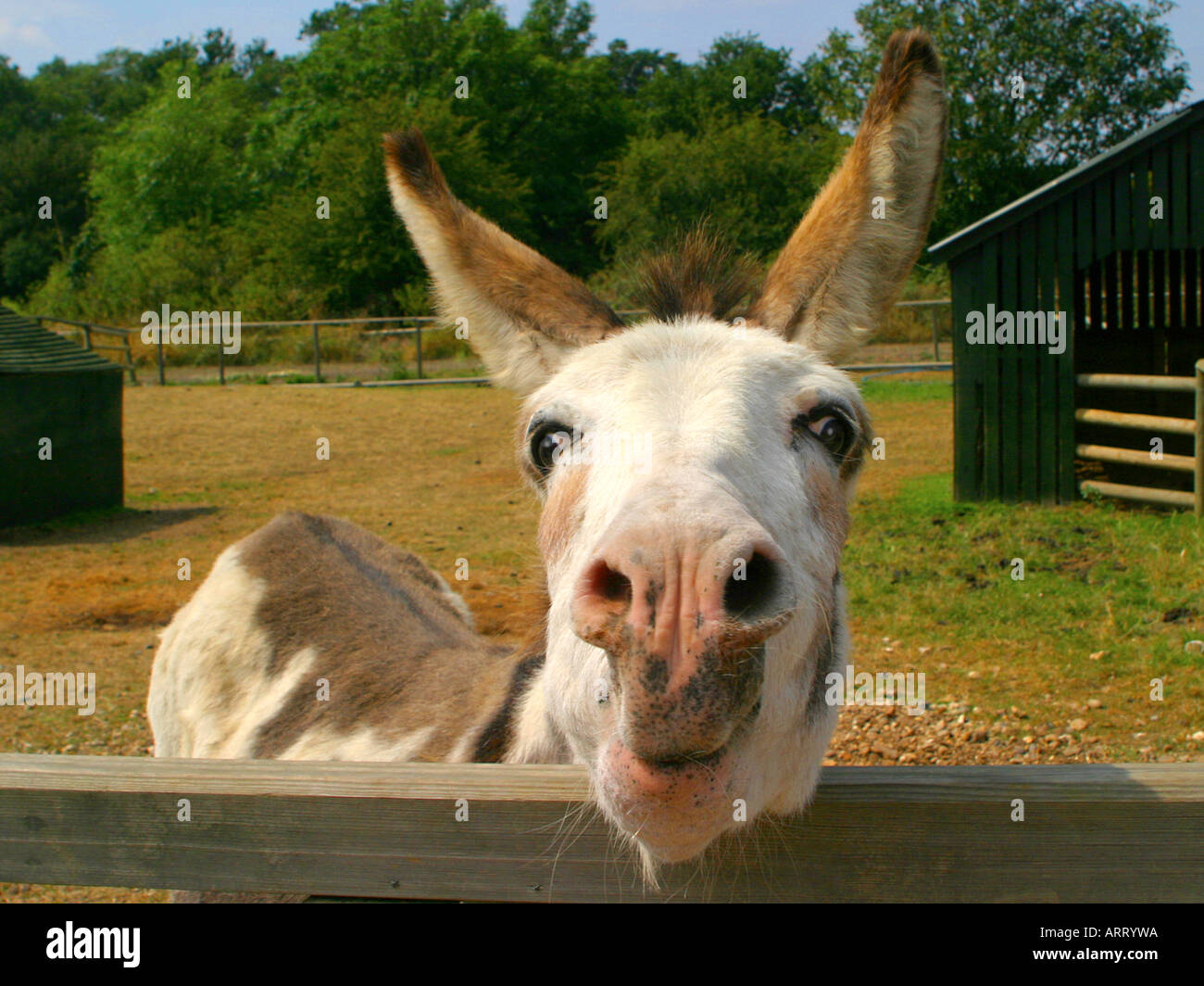 A donkey peering over a gate Stock Photo - Alamy
