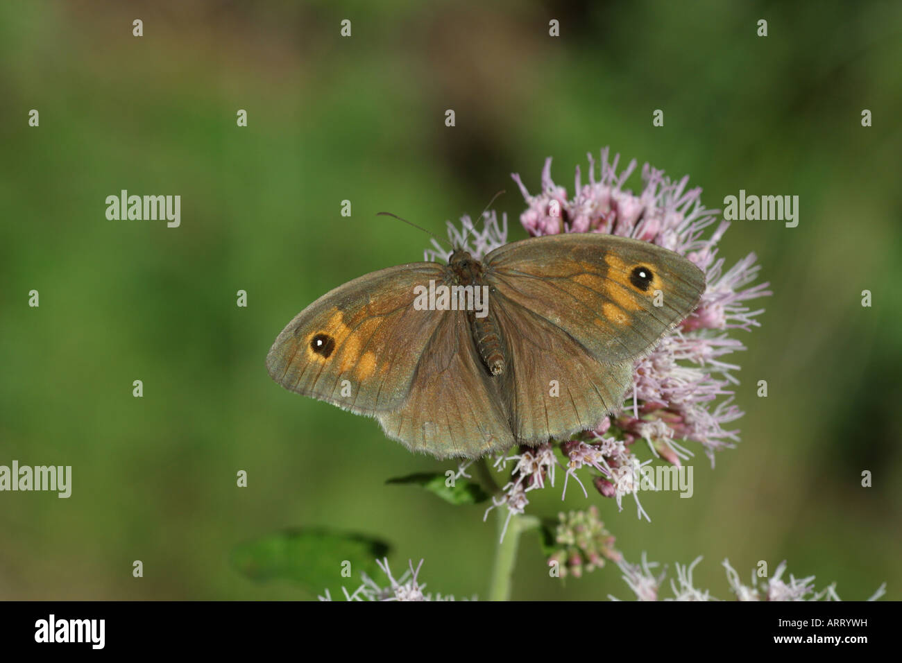 Meadow Brown butterfly Maniola jurtina Stock Photo - Alamy