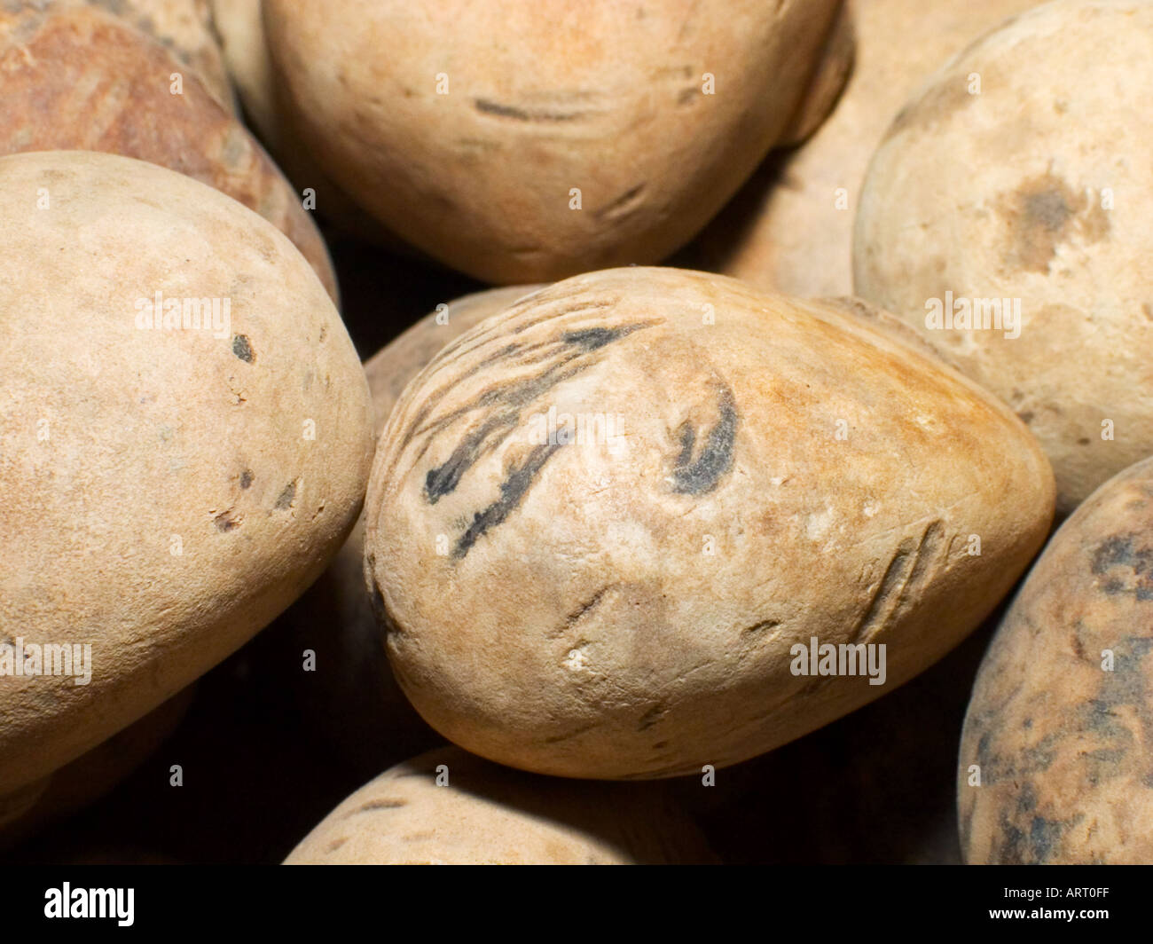 Ivory nut palm hi-res stock photography and images - Alamy