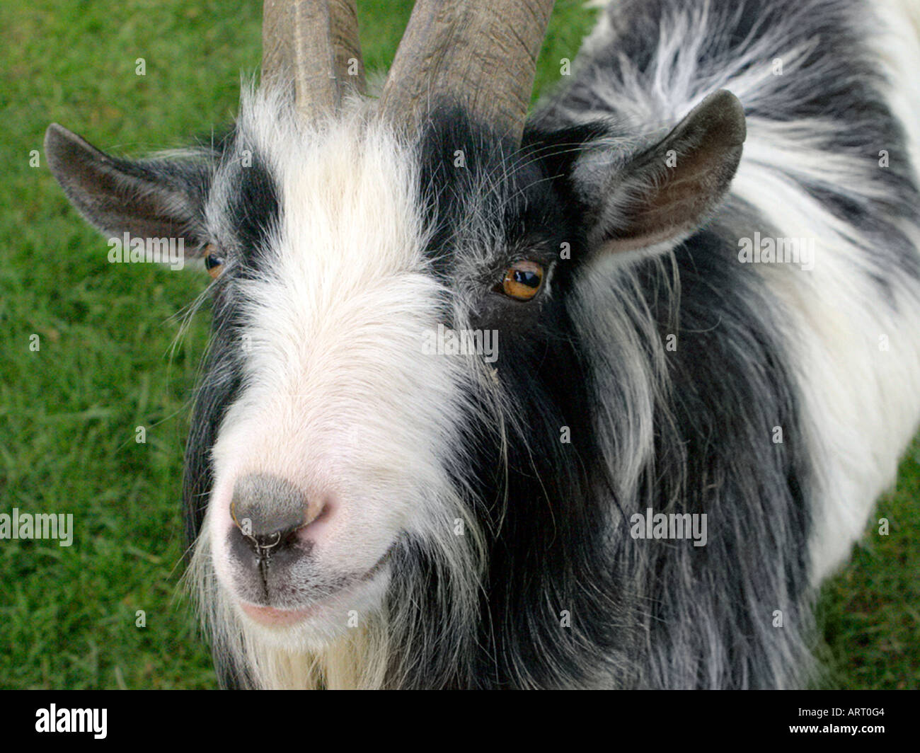 Hairy Goat High Resolution Stock Photography and Images - Alamy