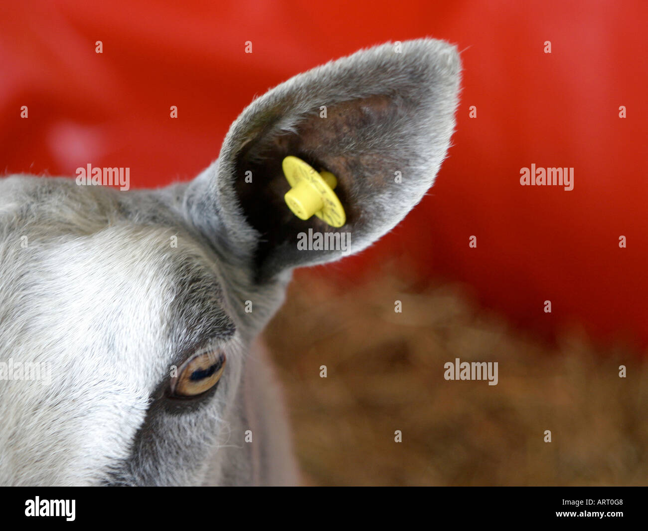 Goat with an ear tag Stock Photo - Alamy
