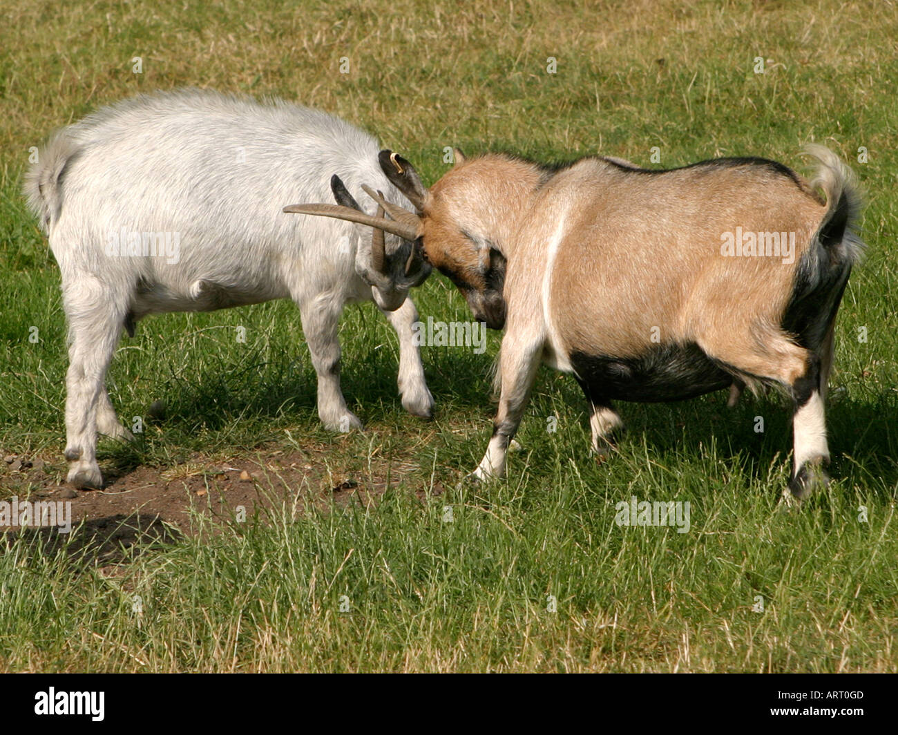 Playing goats hi-res stock photography and images - Alamy