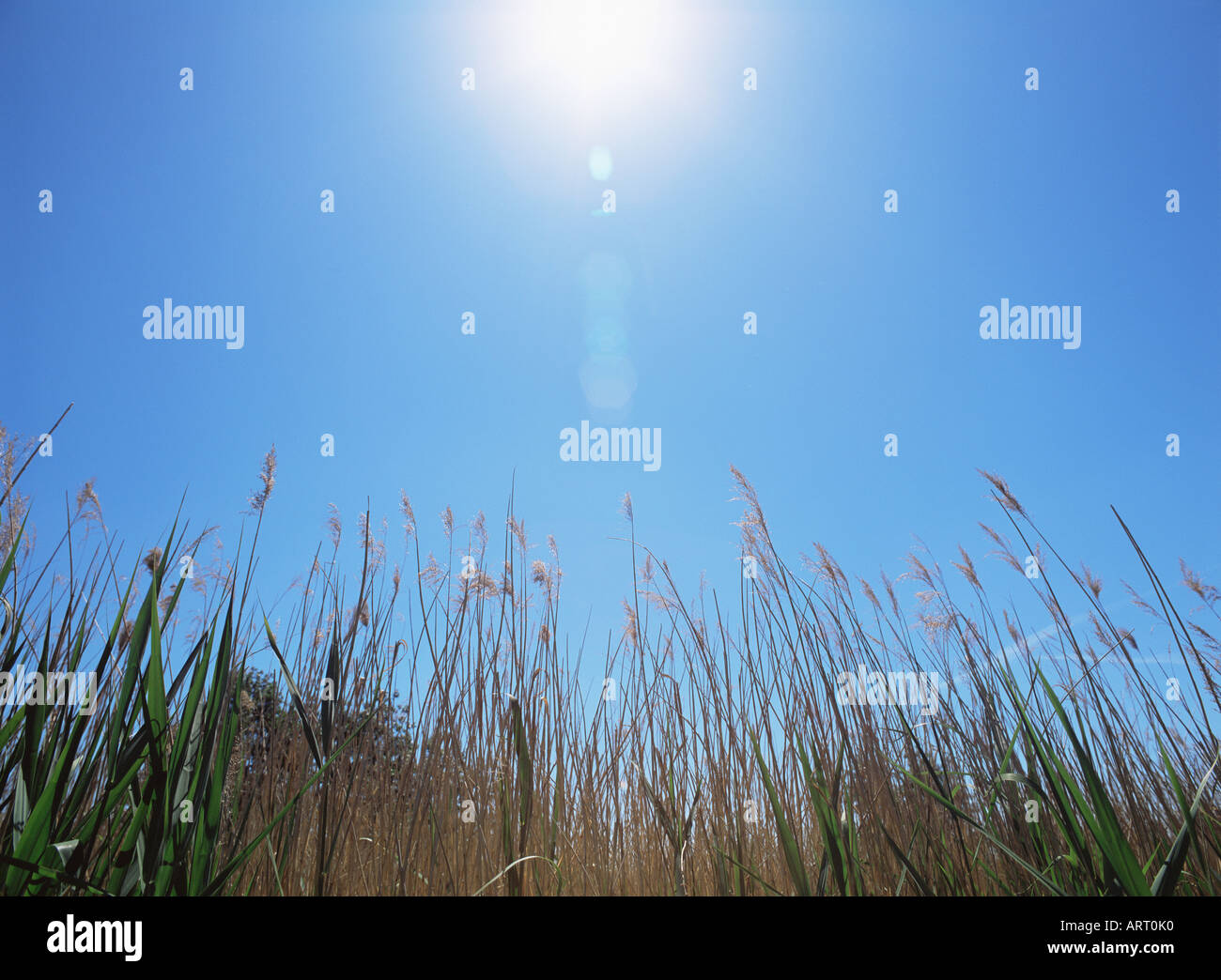 Sunlight on a plant hi-res stock photography and images - Alamy
