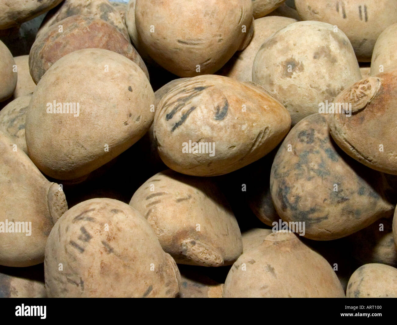 Ivory nut palm hi-res stock photography and images - Alamy