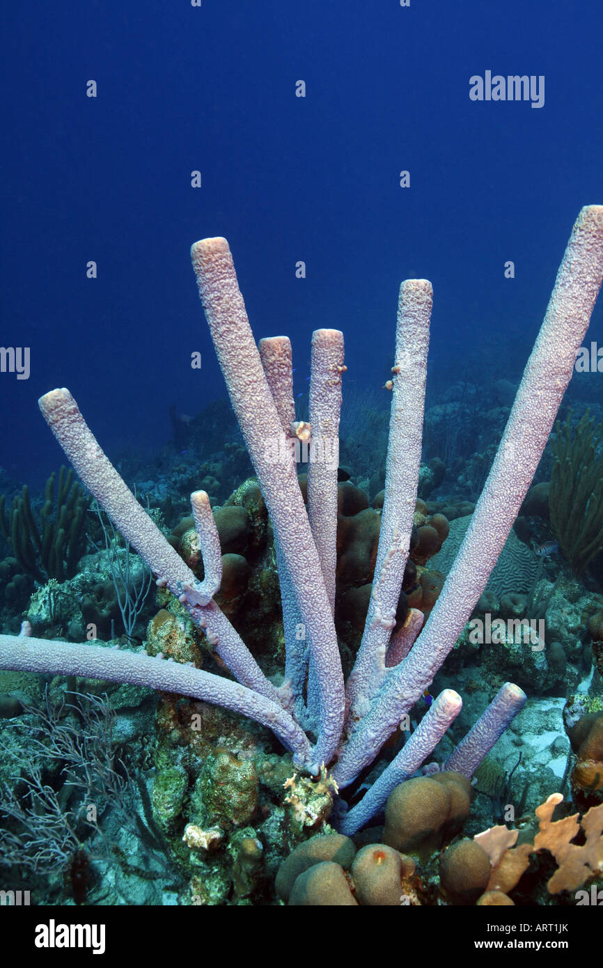 Purple stove pipe sponges hi-res stock photography and images - Alamy