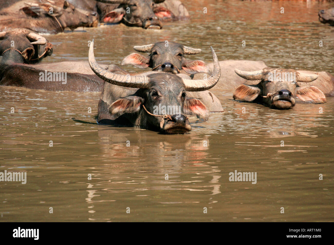 Water buffalo in mud pool hi-res stock photography and images - Alamy