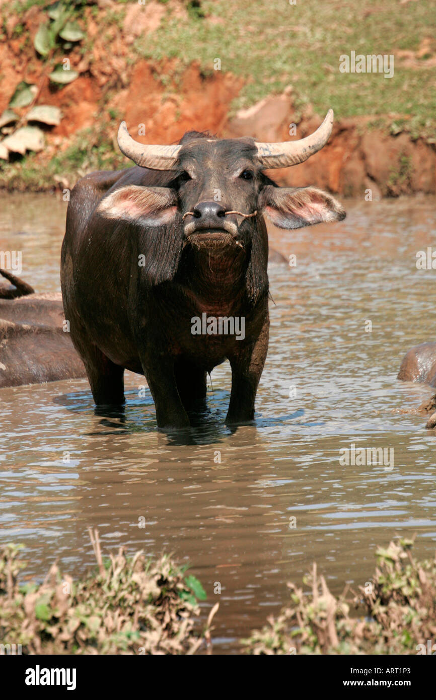 Water buffalo standing in a pool near Kyaiktiyo, Lower Burma, (Myanmar ...