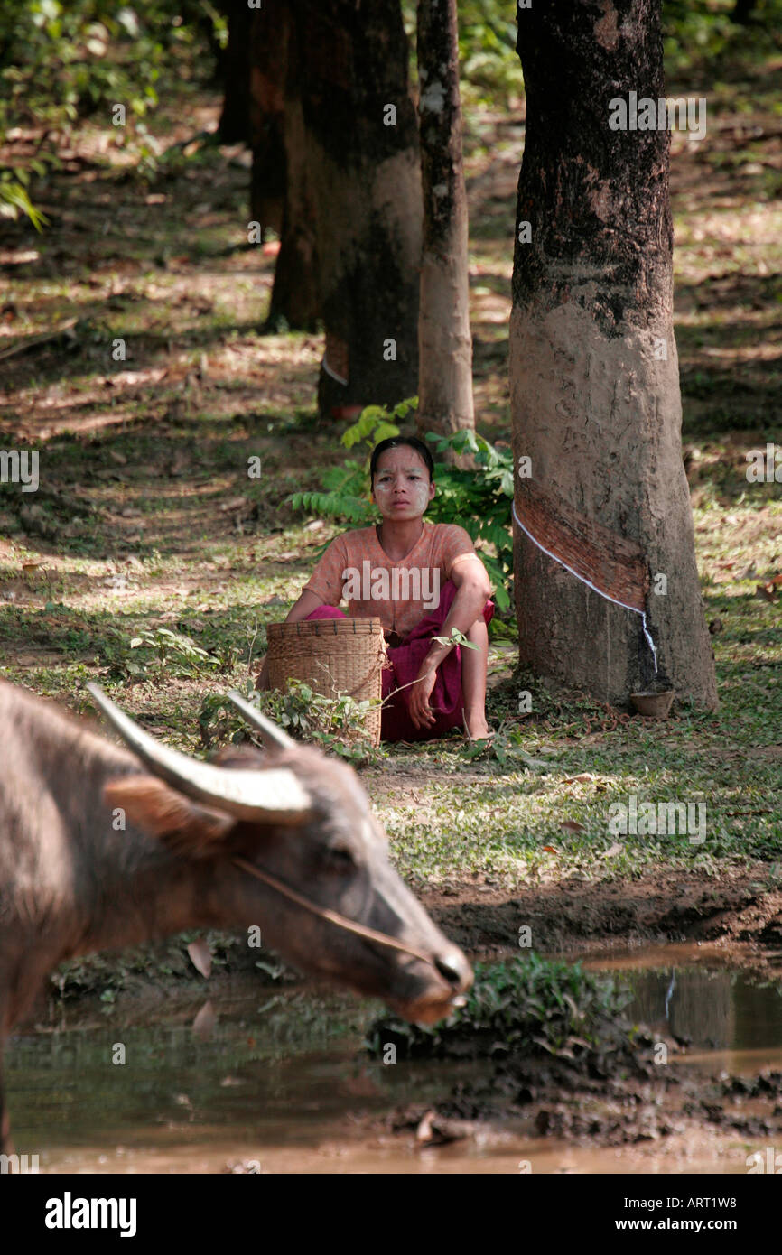 Burmese girl resting by a tree at a rubber plantation near Kyaiktiyo ...