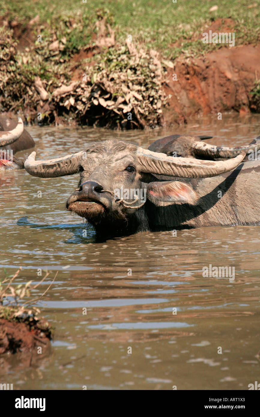 Water buffalo in mud pool hi-res stock photography and images - Alamy