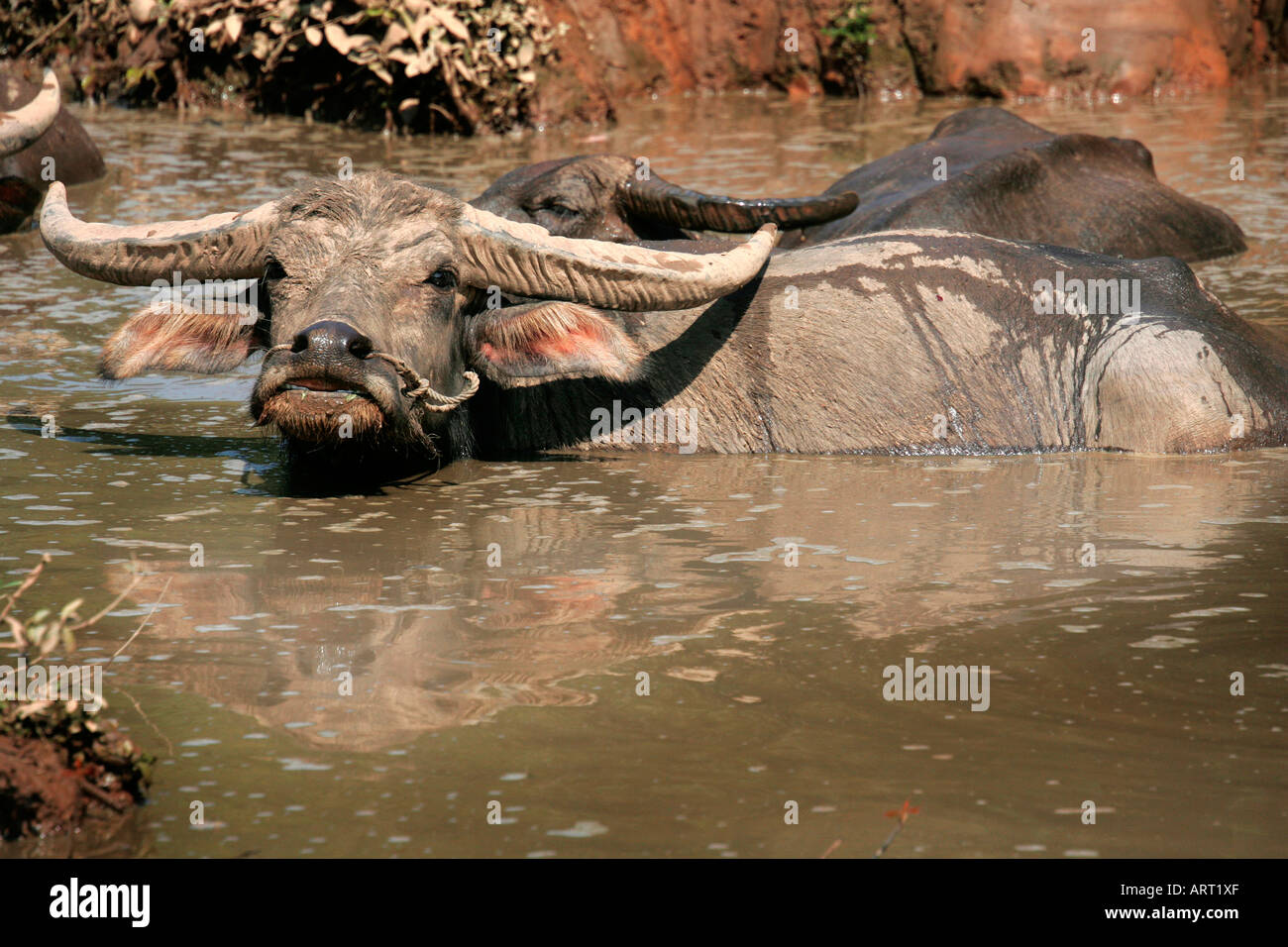 Water buffalo in mud pool hi-res stock photography and images - Alamy