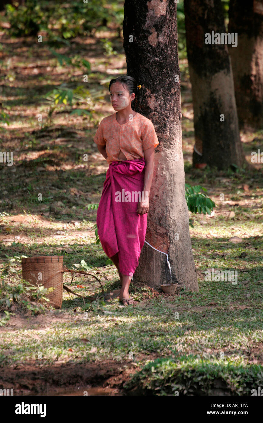 Burmese girl resting against a tree at a rubber plantation near ...