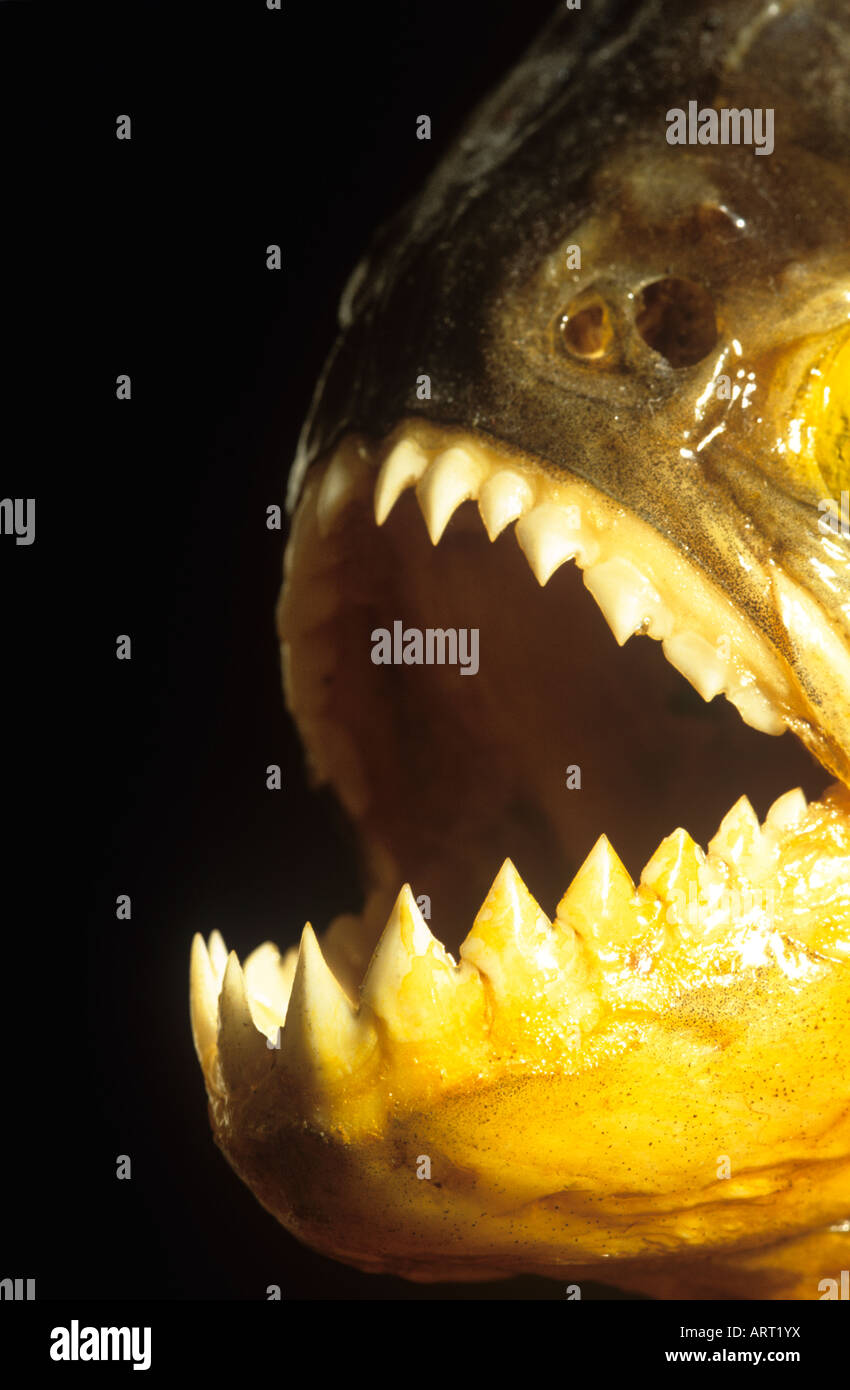 Piranha Jaws, Detail Stock Photo - Alamy