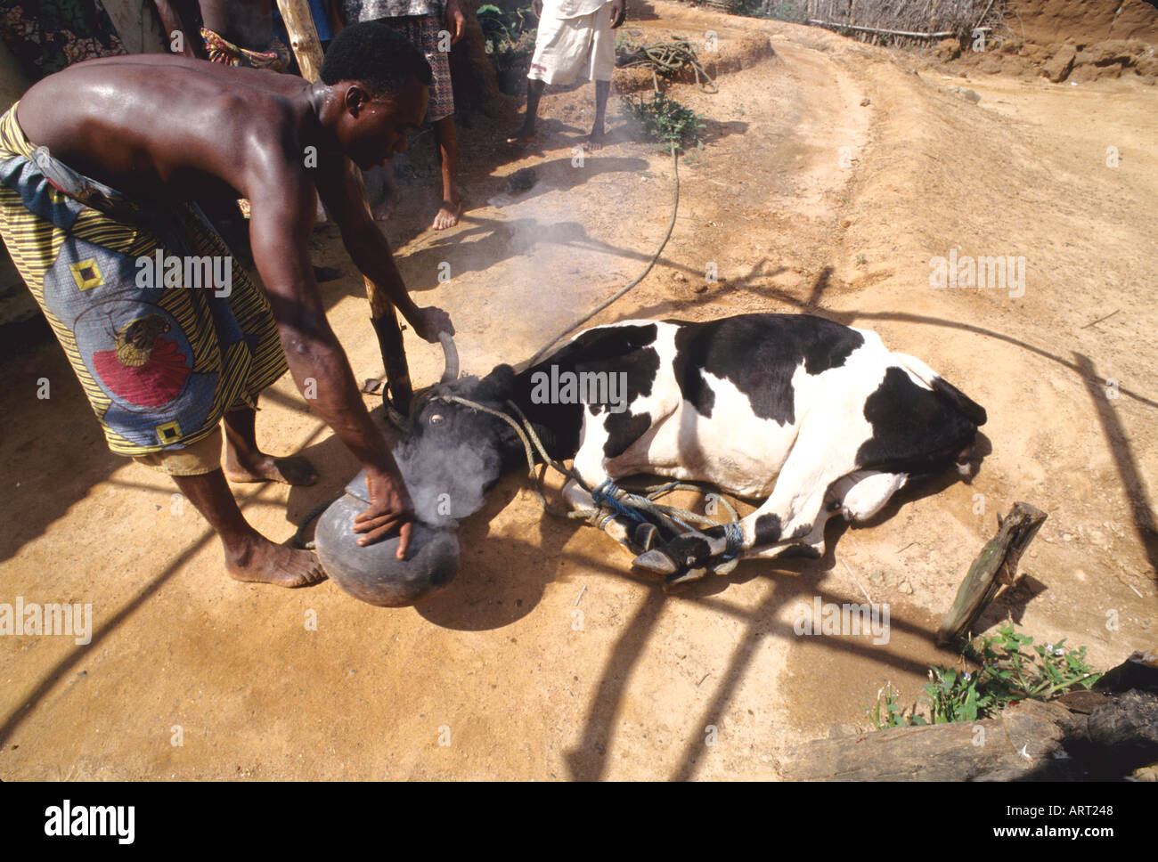 Cattle cult hi-res stock photography and images - Alamy