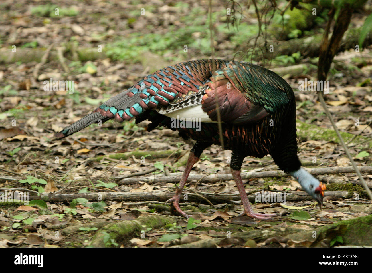 Tikal bird hi-res stock photography and images - Alamy