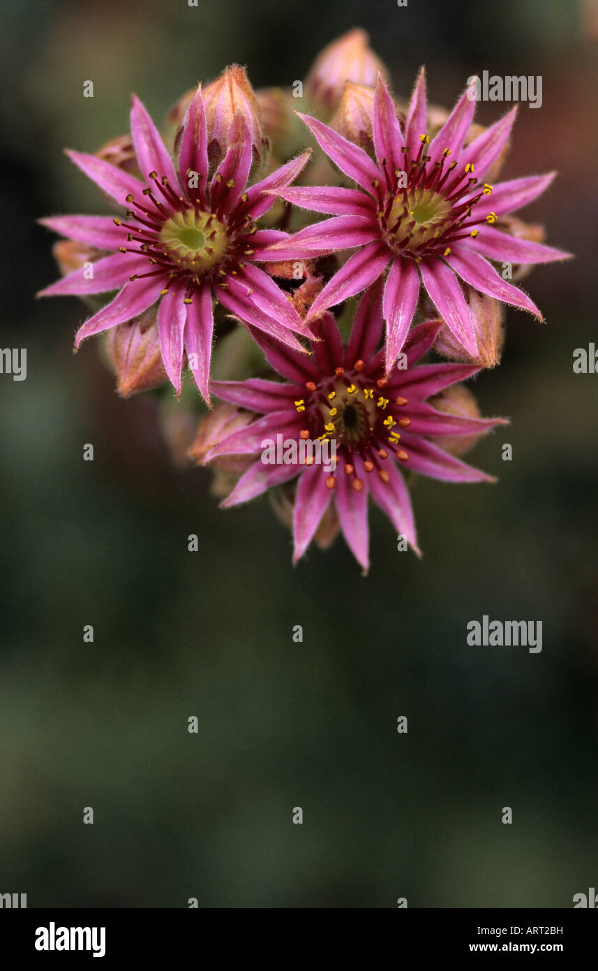 Rock garden plant hens and chicks close up of pink flowers blooming ...